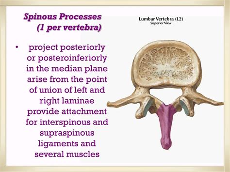 Ppt Understanding The Vertebral Column Anatomy Powerpoint Presentation Id 9501150