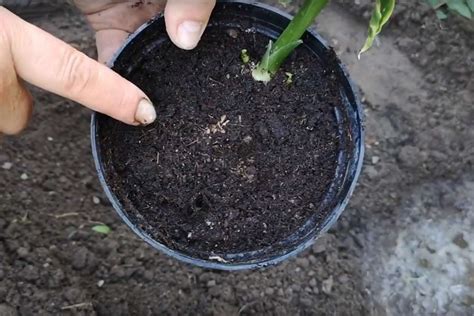 როგორ გავზარდოთ ჯანჯაფილი ფანჯრის რაფაზე და ბაღში