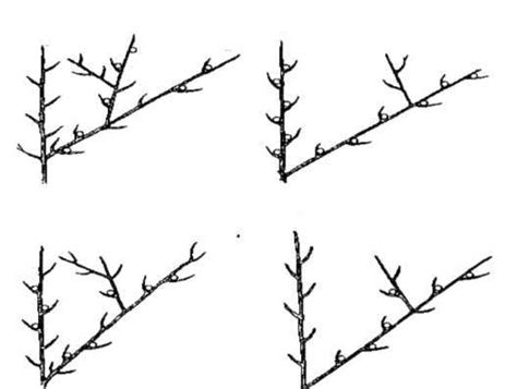 E 2 Branching Pattern In Groundnut Download Scientific Diagram