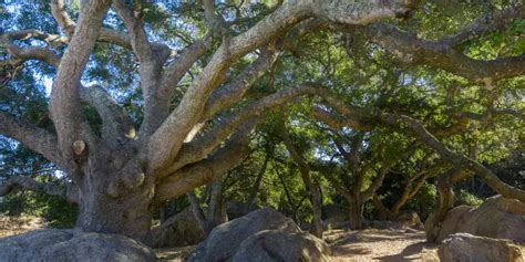 17 Best Shade Trees For August In La Anawalt Lumber Blog
