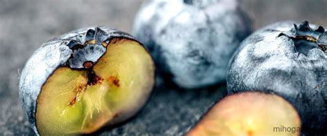 ¿qué Otro Nombre Recibe El Borojó Descubre La Fruta Tropical De