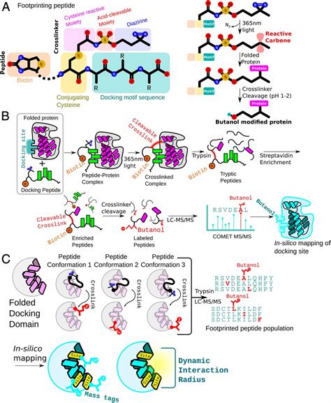 Mapping Low Affinity High Specificity Peptide Protein Interactions