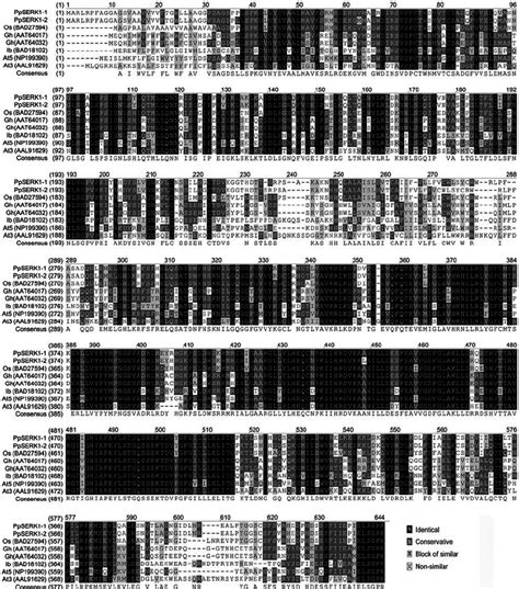 Homology Dendrogram And Phylogenetic Tree Of Both Characterized Serk