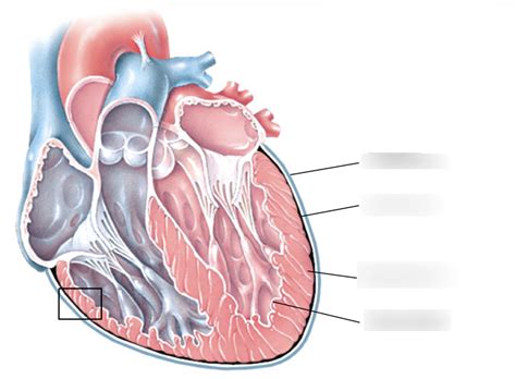 Diagram Of Anatomy Midterm Quizlet