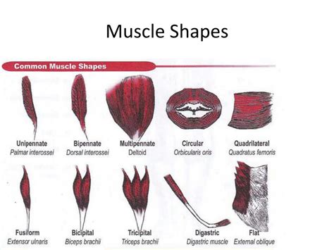 Ppt Muscle Testing Powerpoint Presentation Free Download Id3184664