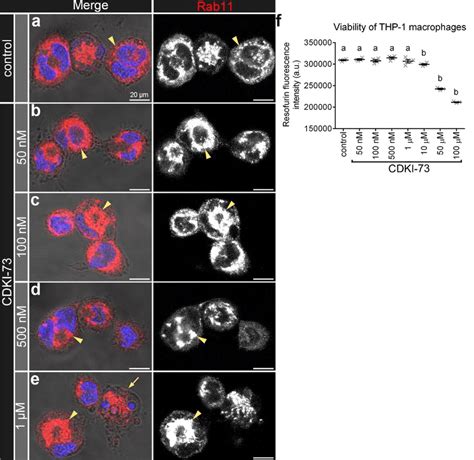 Cdki 73 Causes Accumulation Of Rab11 Endosomes In The Perinuclear