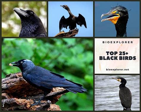 Birds Archives Biology Explorer