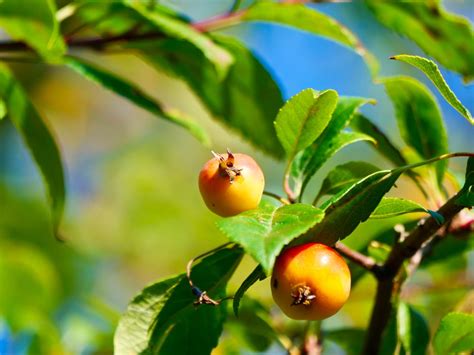 Trees With Yellow Berries Common Varieties And Identification Guide