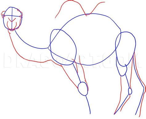 How To Draw A Camel Drawing Step By Step By Dawn Dragoart