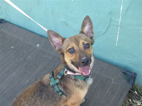 Pixie Spanish Stray Dogs