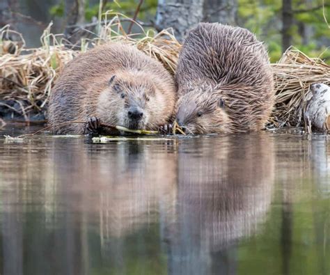 How Beavers Are Helping Prevent Wildfires In The West