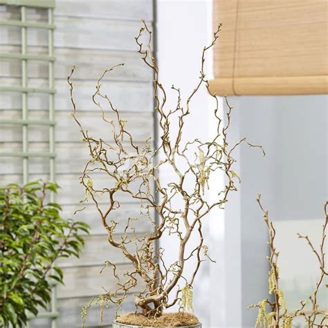 Corylus avellana Medusa 'JWW9'