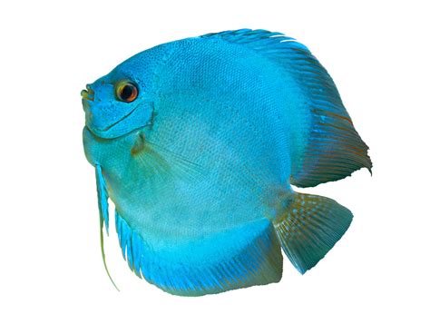 Kleine Visjes Als Huisdier Goudvissen In Het Aquarium Tips En Wat Je