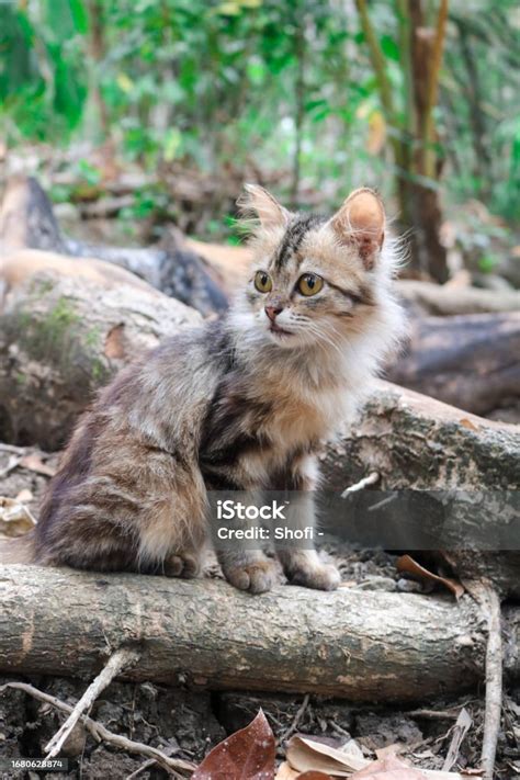 초상화 메인 쿤 새끼 고양이 귀여운 솜털 같은 작은 회색 고양이가 정원의 나무 줄기에 앉아 주위를 둘러보고 정면에서 사진을