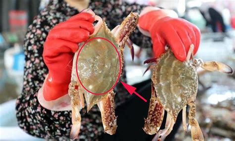 Lưu ý 3 điểm Này để Chọn được Ghẹ Tươi Ngon Không Bị Người Bán Lừa Bịp