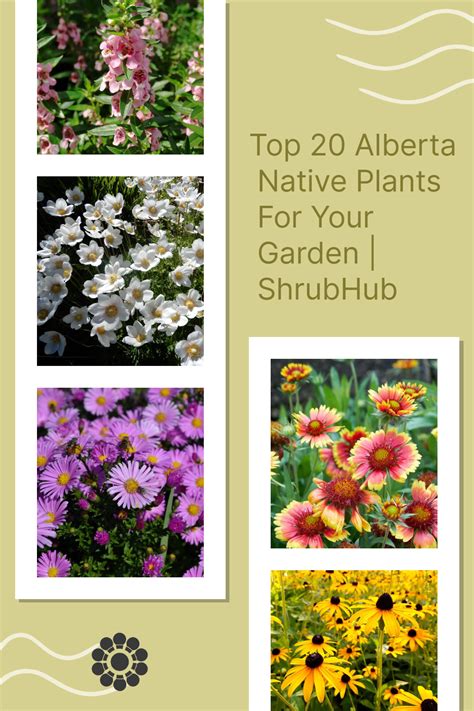 Top 20 Alberta Native Plants For Your Garden Artofit