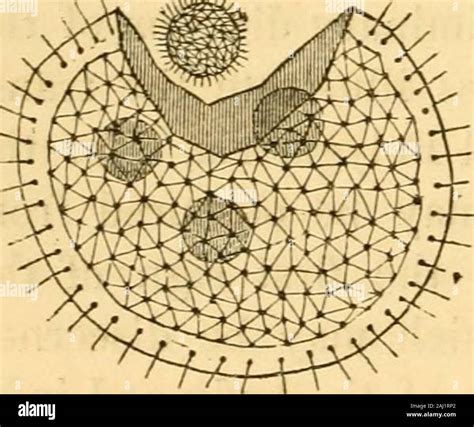 Lectures On The Comparative Anatomy And Physiology Of The Invertebrate