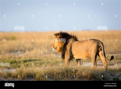 Male African Lion Stock Photo Alamy