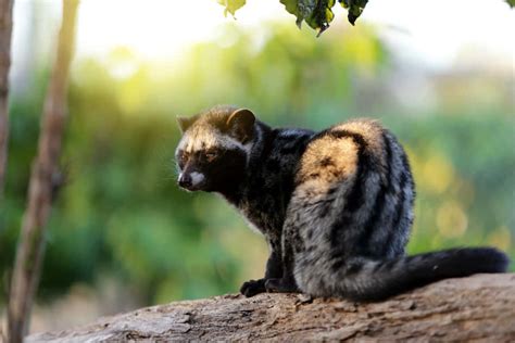 100 Civet Wallpapers
