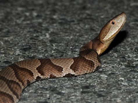 About Eastern Copperhead Maryland Biodiversity Project