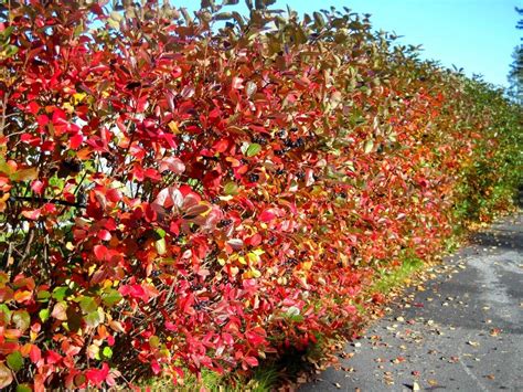 Black Chokeberry Hedgerow Aronia For Natural Garden