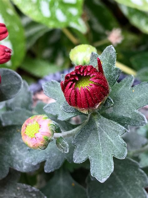 超过 20 张关于 Pimpollo”和 自然”的免费图片 Pixabay