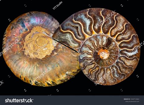 Nautilus Fossil Cross Section Shell Symmetry Stock Photo 1949713363 Shutterstock