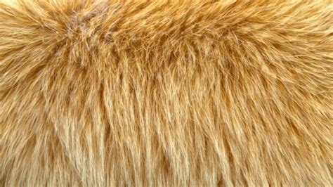 Premium Ai Image Fur Texture Background