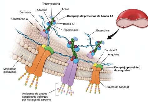 Hematies Estructura De La Membrana Del Eritrocito