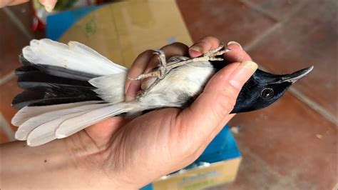 Lên Sóng Choè Than Tuyển Víp Bẫy đấu Rừng Sâu Bao Hay Bao đẹp Gột Chơi