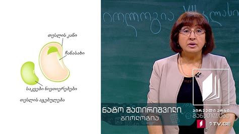 ბიოლოგია Vii კლასი ყვავილოვანი მცენარეების განაყოფიერება ტელესკოლა Youtube