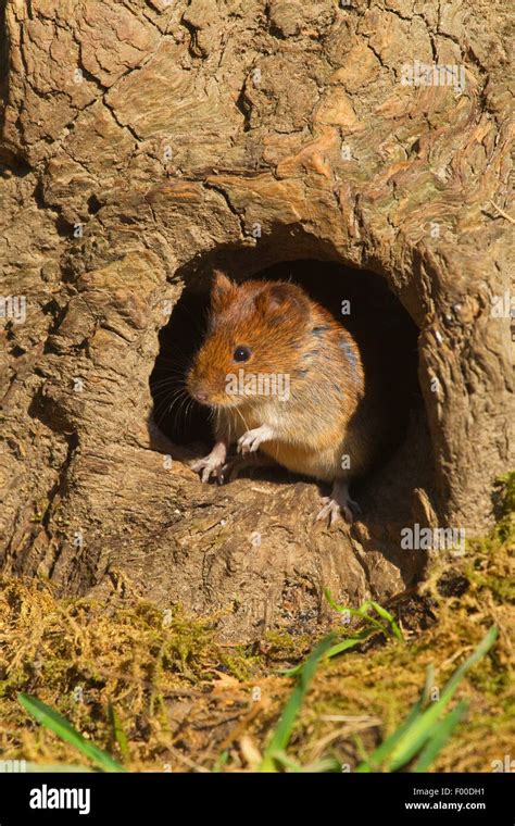 Rötelmaus Clethrionomys Glareolus Myodes Glareolus Maus Kommt Ein