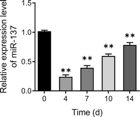 Down Regulation Of Mir 137 Expression During Osteogenic Differentiation