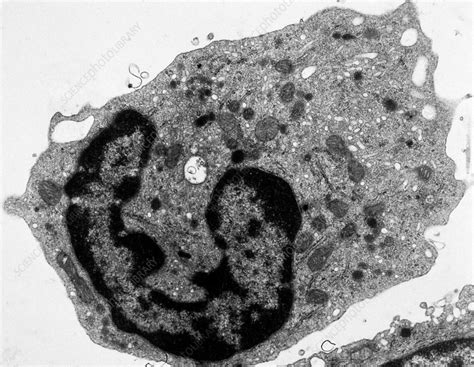 Monocyte White Blood Cell Tem Stock Image C0151765 Science