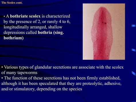 Ppt Chapter 20 Class Cestoidea Form Function And Classification