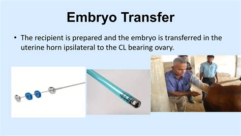 Lecture 20 Superovulation And Embryo Transfer In Cattle Pdf