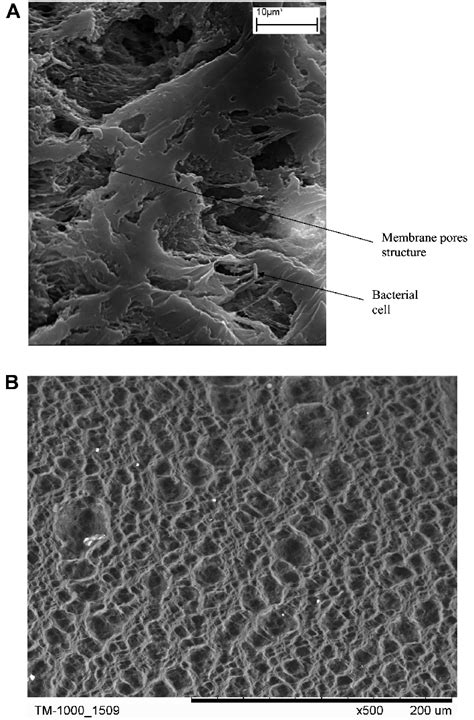 Electron Microscopy Image Of Modified Polypropylene Hf With Bacillus