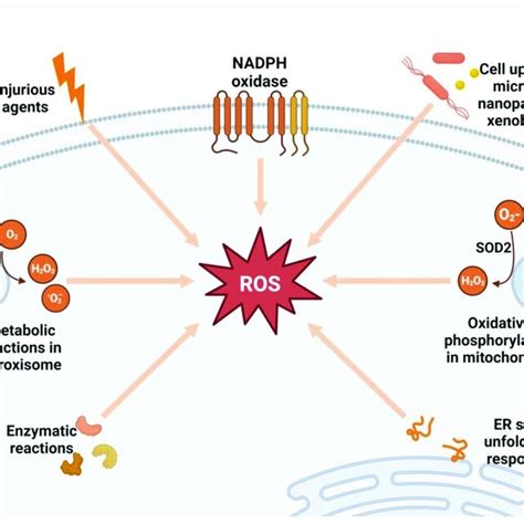 Structure Of Reactive Oxygen Species And Their Sources Ros Reactive