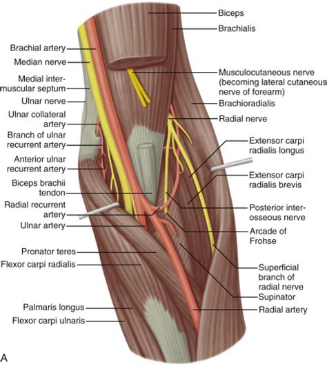 Lateral Elbow Anatomy Abba Humananatomy