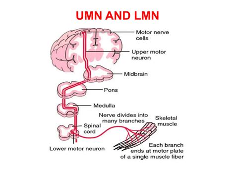 Approach To Neurological Weakness Pptx