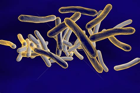结核分枝杆菌的显微镜观察细菌模型微生物棒状细菌引起结核病的细图片素材 正版创意图片502553728 摄图网