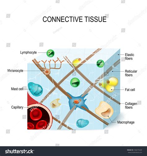 Connective Tissue Over Royalty Free Licensable Stock Illustrations Drawings Shutterstock