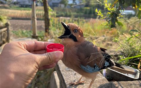 松鸦把食物藏在主人脚里，结果被臭晕 蒙面鸟哥 蒙面鸟哥 哔哩哔哩视频