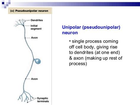 Anatomy Nervous Tissue