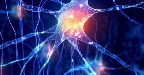 Surprising Discovery That Astrocytes Function As Intermediaries And Have Much More Active Role