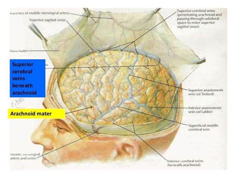 Arachnoid Barrier Membrane At Sally Esterly Blog