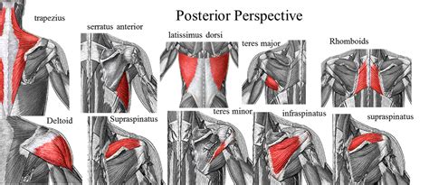 Anatomy Shoulder Complex