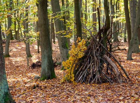 Branches And Tree Trunks Together To Form A Tent Branch Stock Image Image Of Build Pyramid