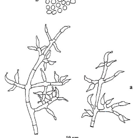 Trichoderma Atroviride A Conidiophores And Phialides B Conidia