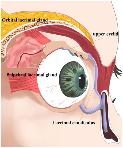 Lacrimal Gland Nerve Supply